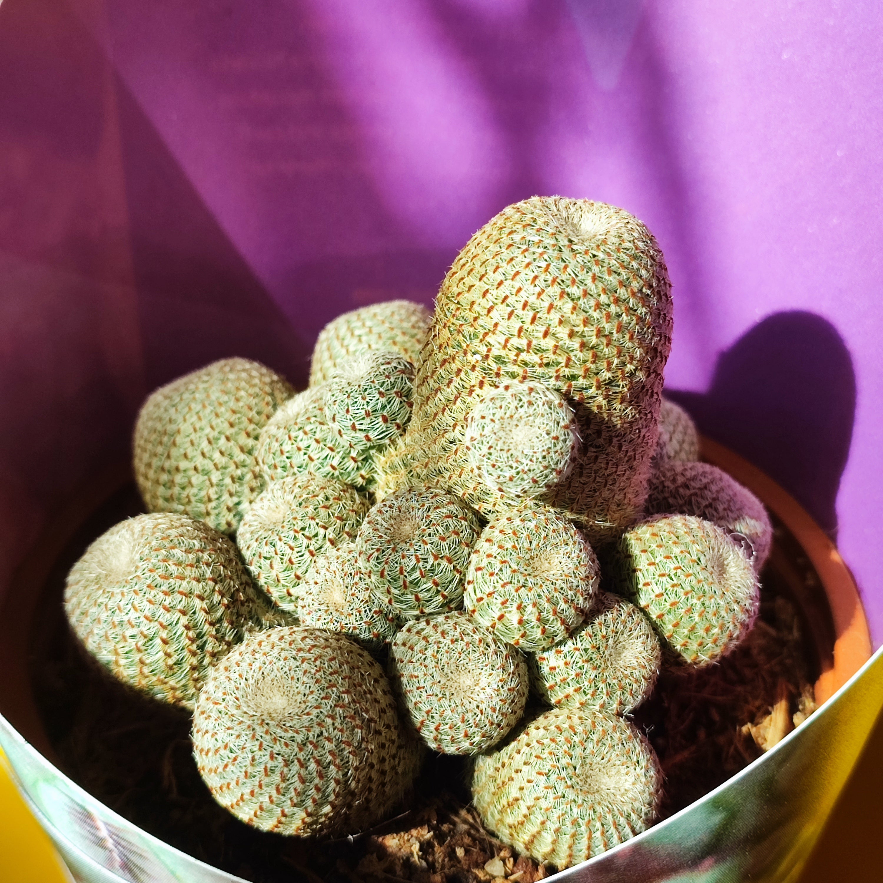 Cactus Clumping/Grooved – Sunfleck