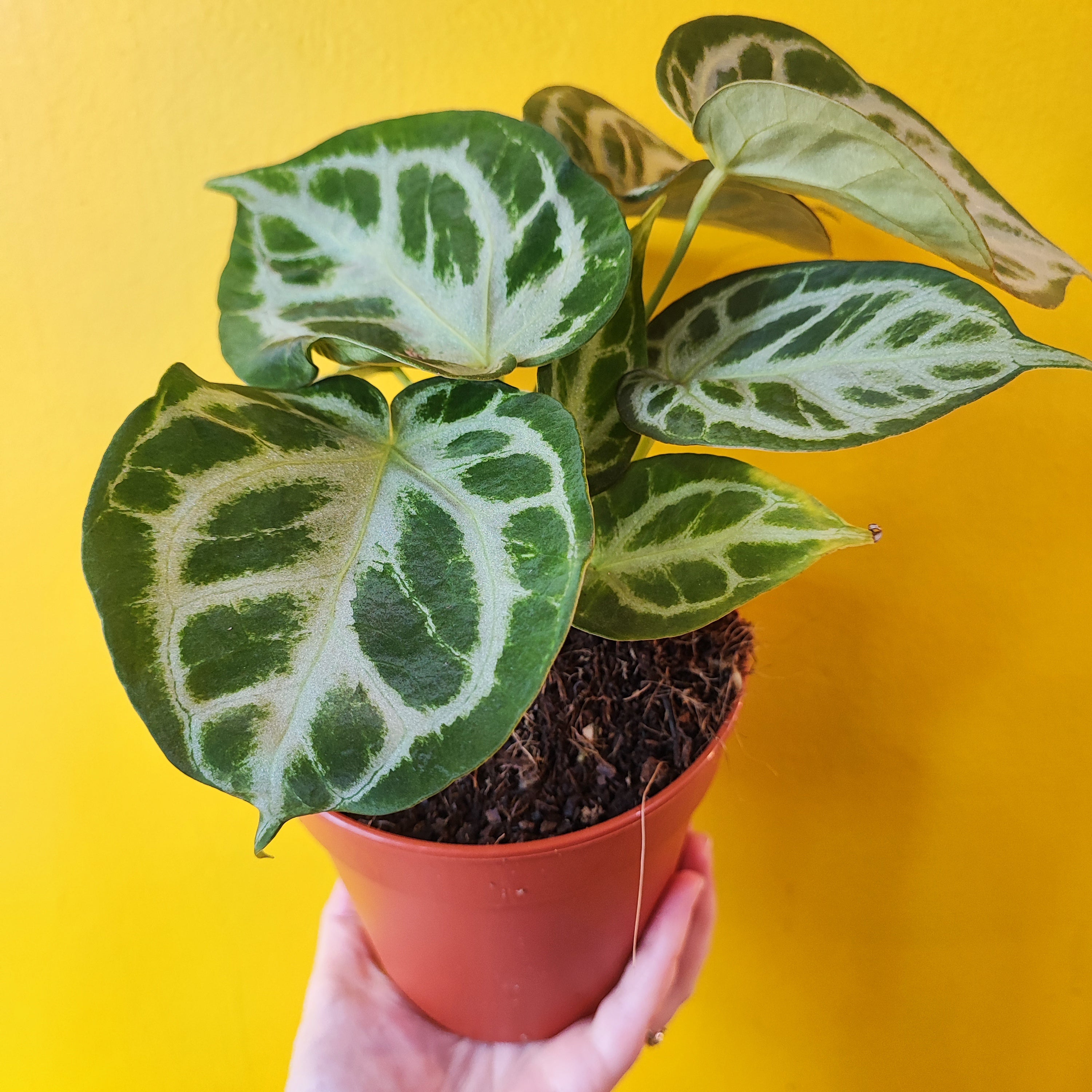 Sunfleck: Houseplants | Ireland's Premier Indoor Plant Store