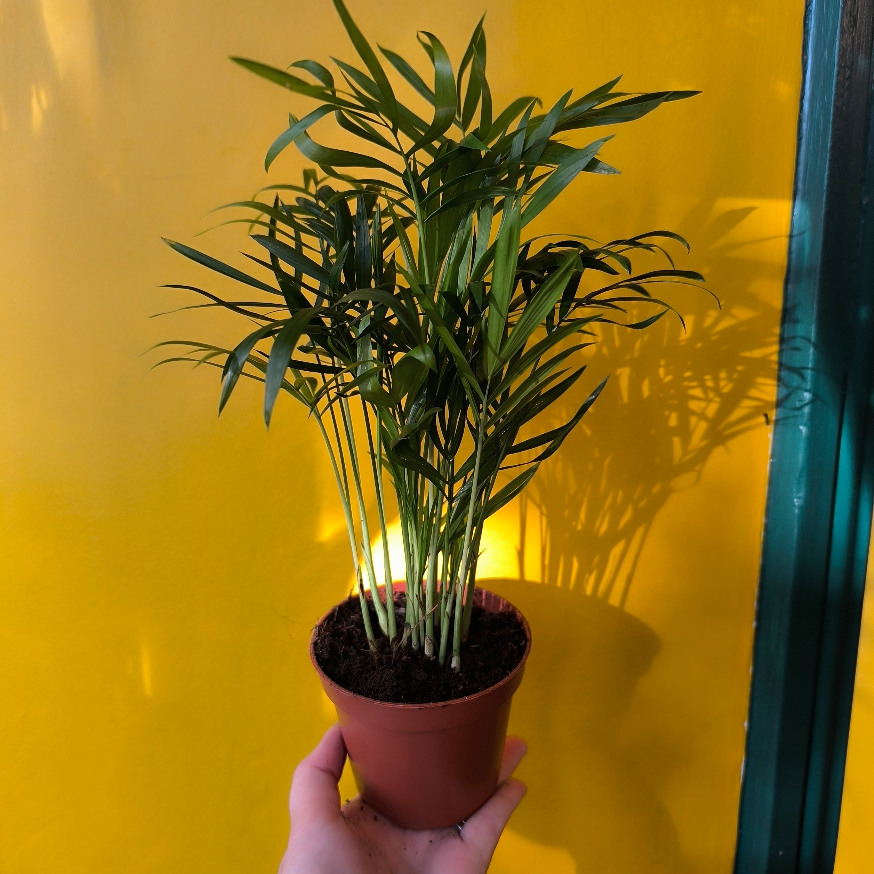 Parlor Palm - 2 size options – Sunfleck