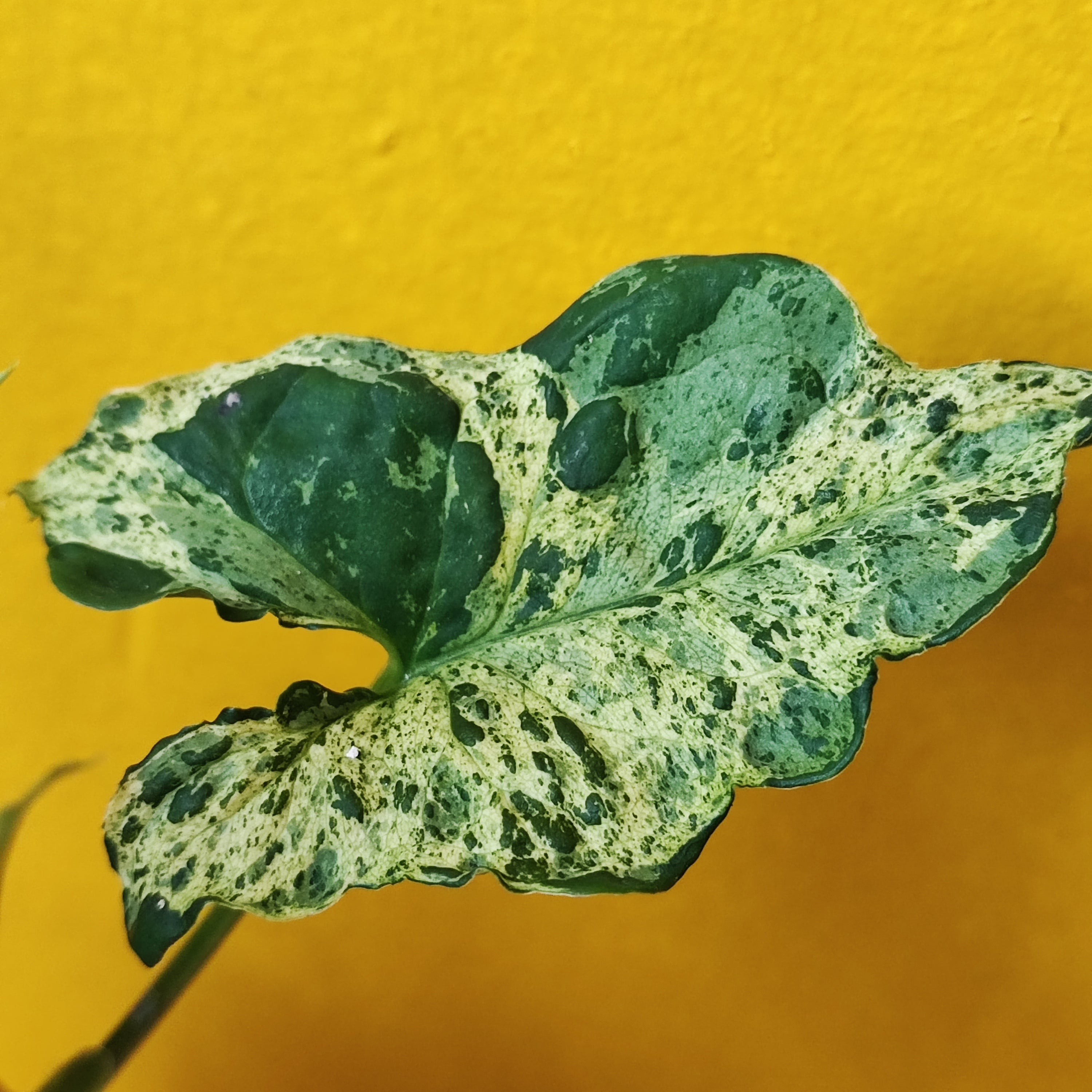 Sunfleck, Waterford, Ireland Wellness and Selfcare