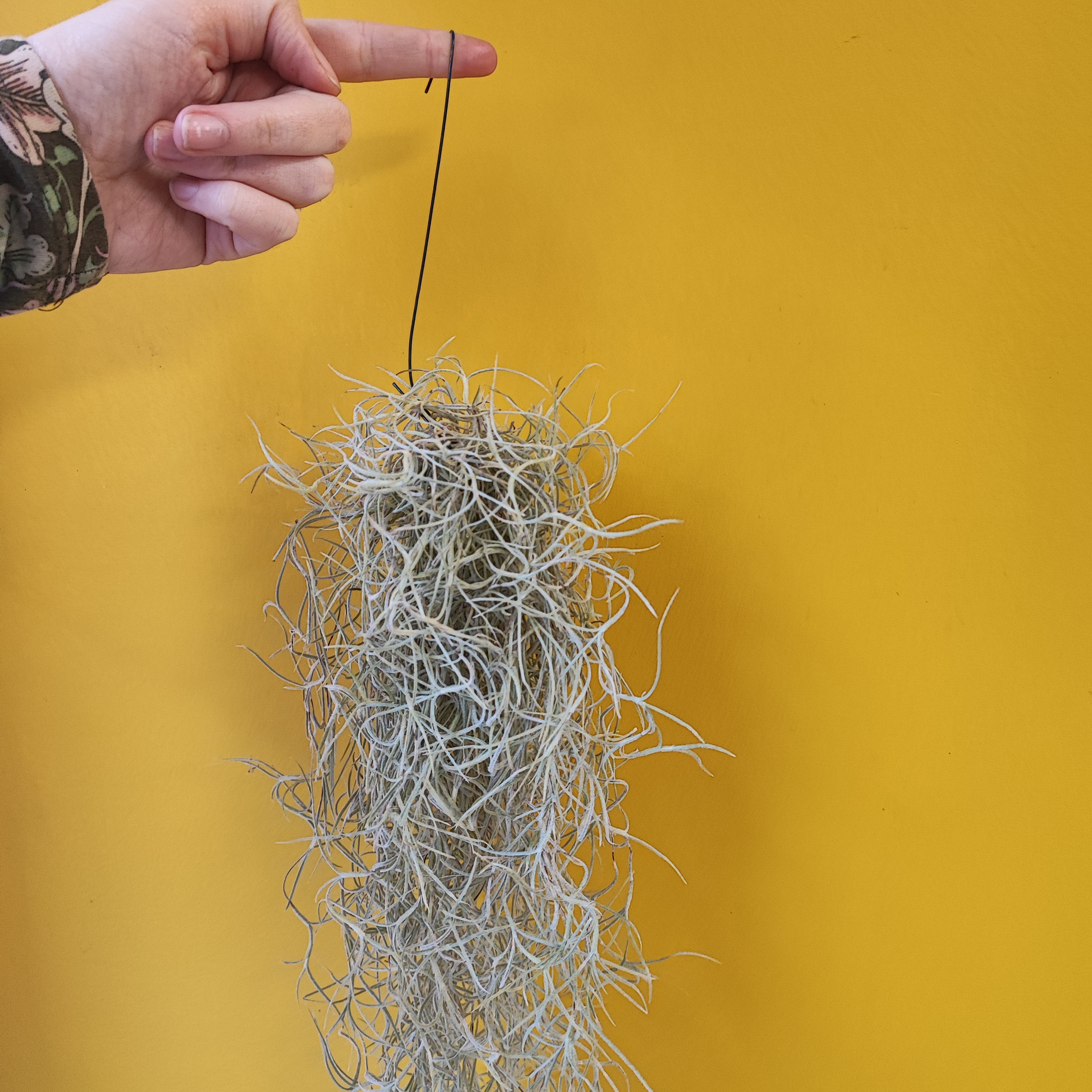 Sunfleck: Houseplants | Ireland's Premier Indoor Plant Store